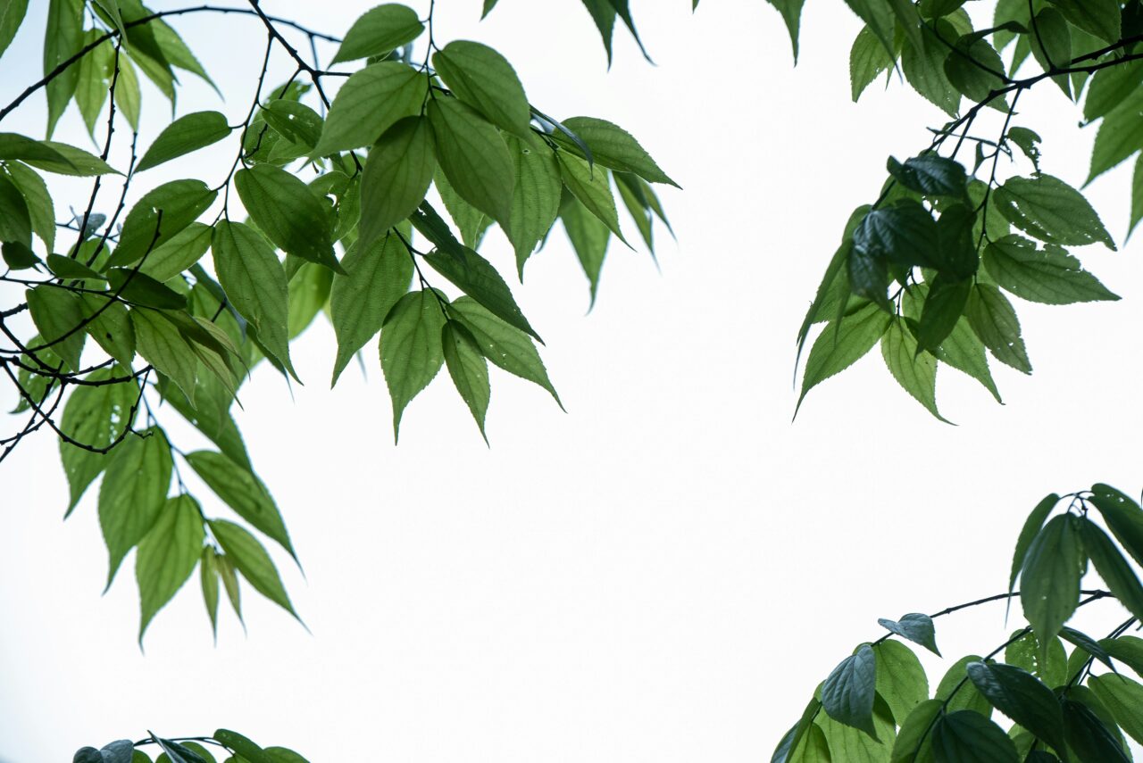 Booklet: Controlling a Family Trust When You Die (Chapter 1 - Who ...